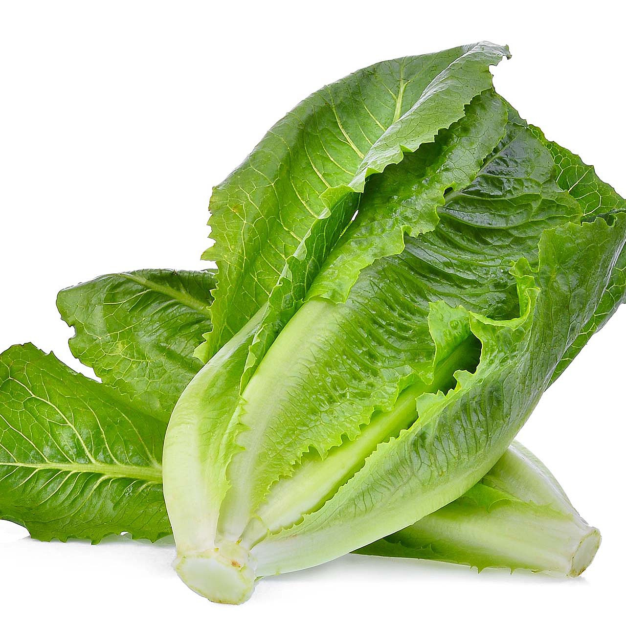 LETROM024 | Romaine Lettuce (24CT) - Pacific Coast Fresh Co.