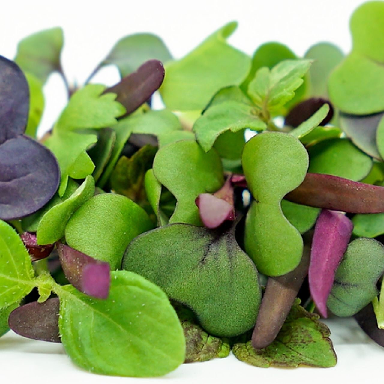 MICRAI04ZSF | Micro Green Rainbow Mix (4OZ) - Pacific Coast Fresh Co.