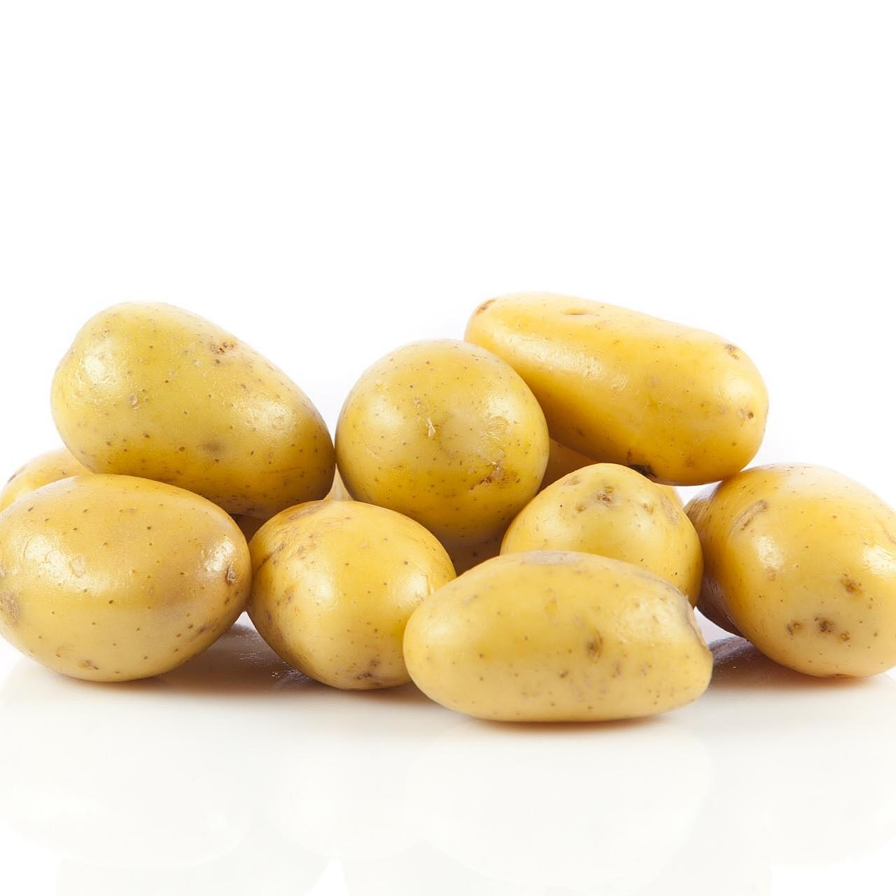 POTGOL012OR | Organic Honey Gold Potato (12/1.5#) - Pacific Coast Fresh Co.