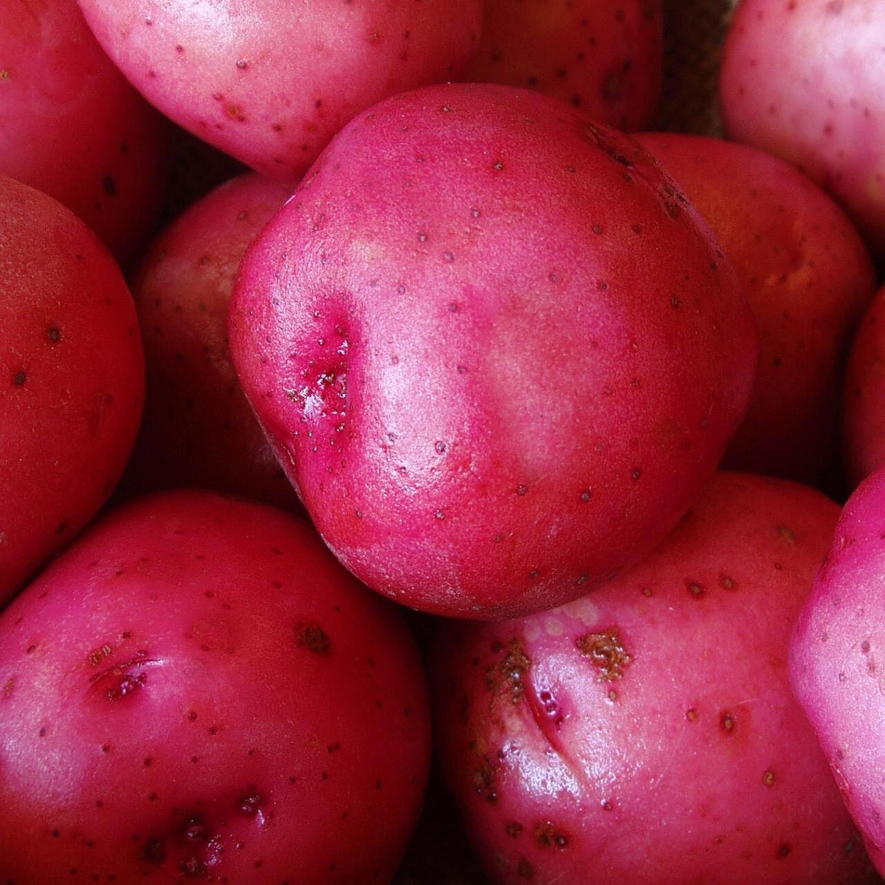 POTRUB012OR | Organic Ruby Sensation Potato (12/1.5#) - Pacific Coast ...