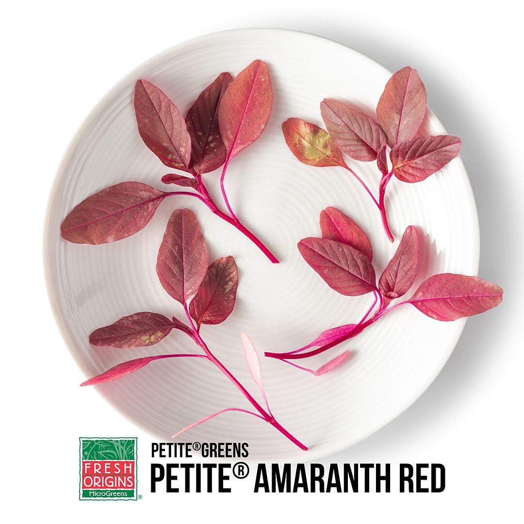 MICAMA04ZPER | Petite Red Amaranth (4OZ) - Pacific Coast Fresh Co.