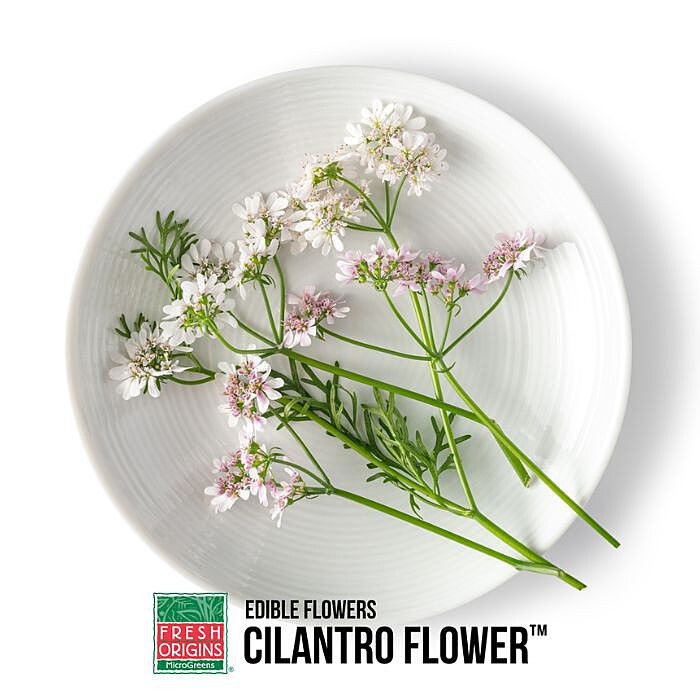 FLOCIL050 | Cilantro Edible Flower (50CT) - Pacific Coast Fresh Co.