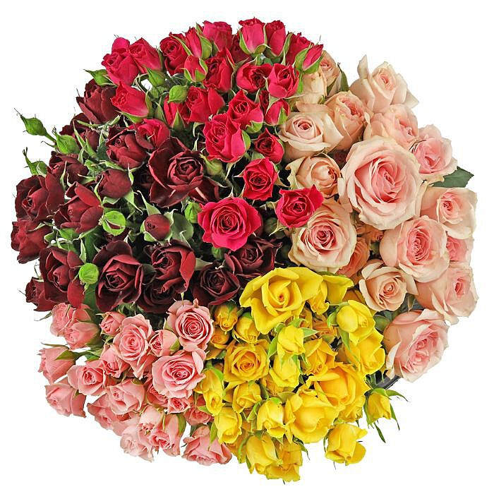 FLOROS020SPR | 5 Stem Assorted Spray Rose Flower (20CT) - Pacific Coast ...