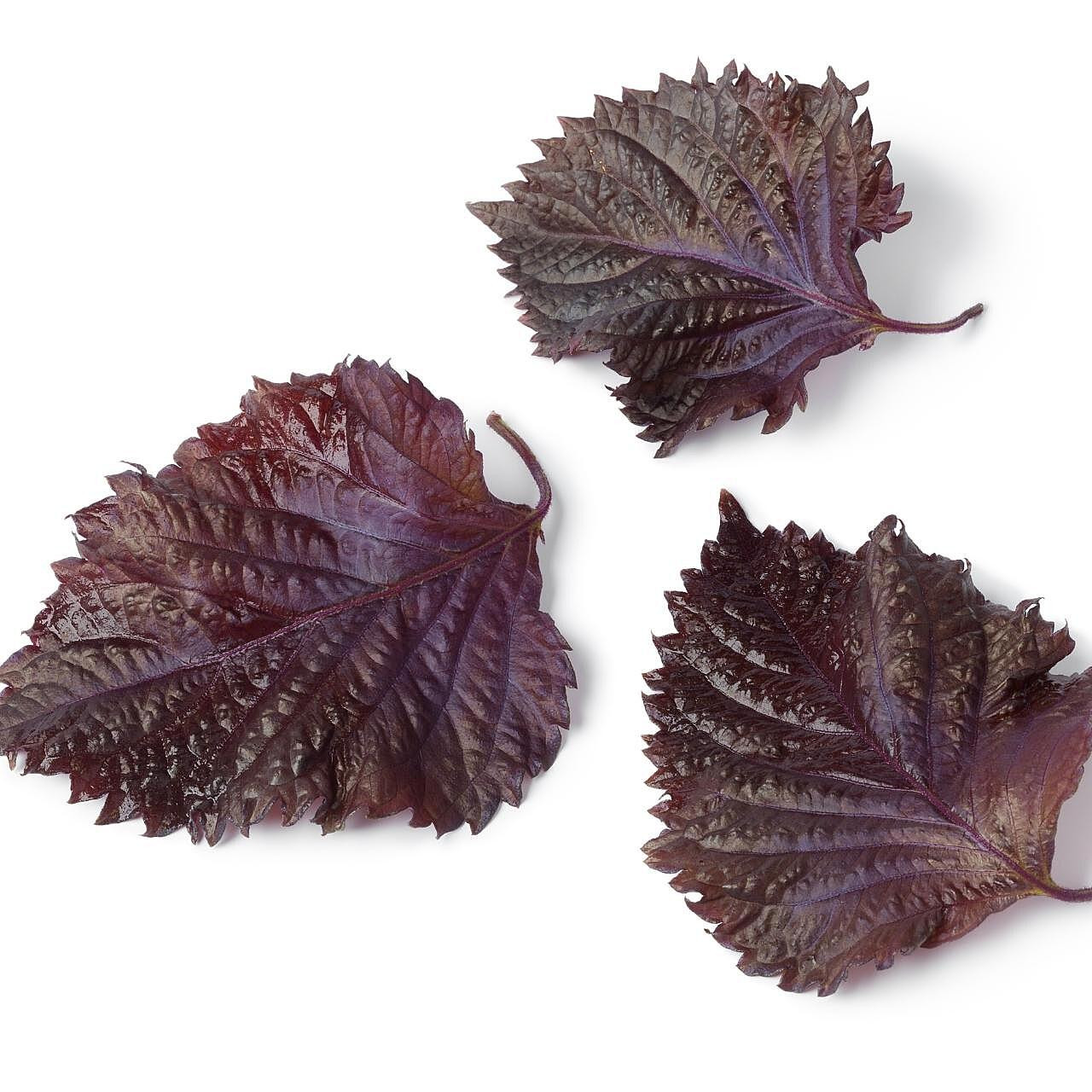 Red Shiso Leaves