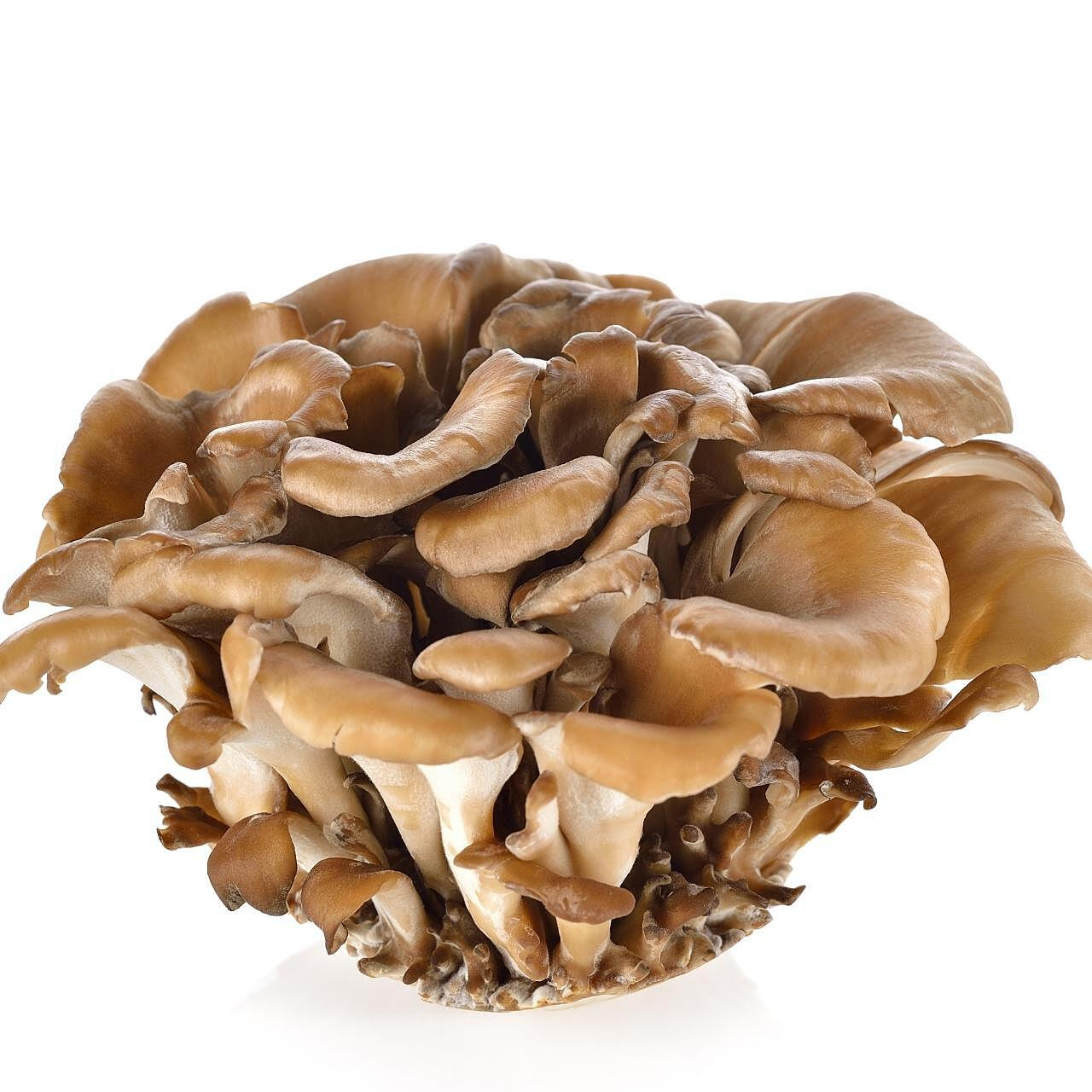 MUSMAI024OR | Organic Maitake Mushroom (24/3.5OZ) - Pacific Coast Fresh Co.