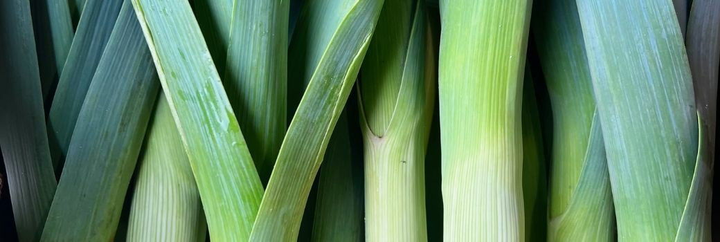 Vegetables - Leek - Pacific Coast Fresh Co.