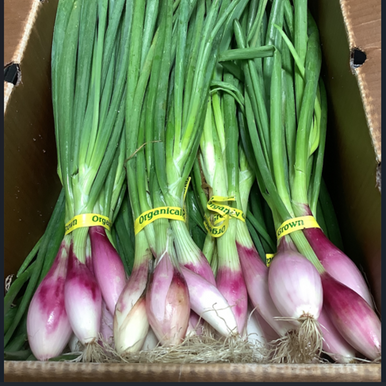 ONIRED1EATOR | Torpedo Red Onion (1EA) - Pacific Coast Fresh Co.