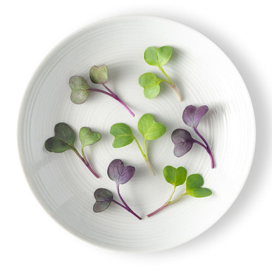 MICRADMIX04 | Micro Radish Mix (4OZ) - Pacific Coast Fresh Co.