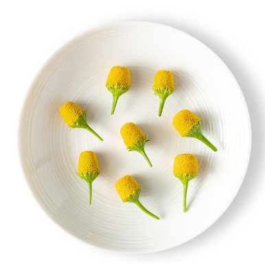 MICBUZ01E | Edible Flower Buzz Button (50CT) - Pacific Coast Fresh Co.