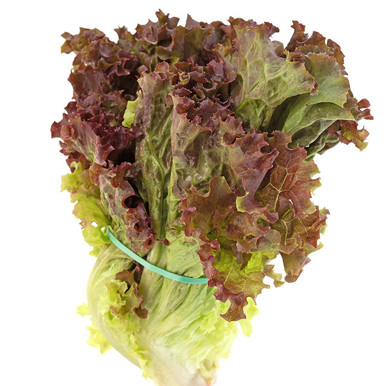 LETRED024OR | Organic Red Leaf Lettuce (24CT) - Pacific Coast Fresh Co.