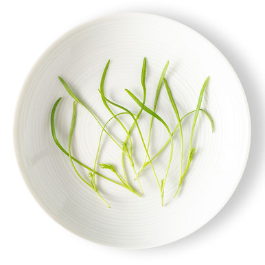 MICFEN04Z | Micro Green Fennel (4OZ) - Pacific Coast Fresh Co.