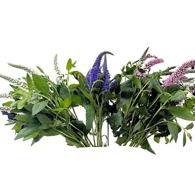 FLOVER015AST | Veronica Assorted Flower (15CT) - Pacific Coast Fresh Co.