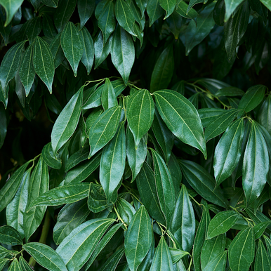 FLOCOC01010S | 10 Stem Cocculus Flower (10CT) - Pacific Coast Fresh Co.