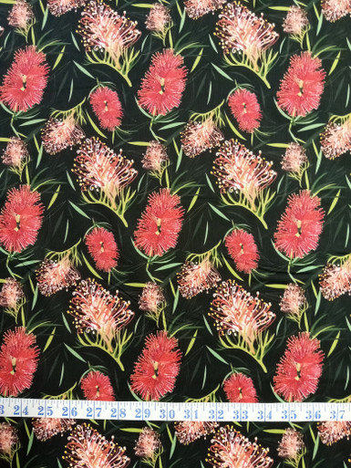 Australian Grevillea and Bottle Brush Black Background Robyn Hammond ...
