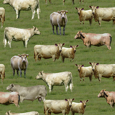 Merino Muster II Cows Murray Grey Grass Background 3094P Cotton ...