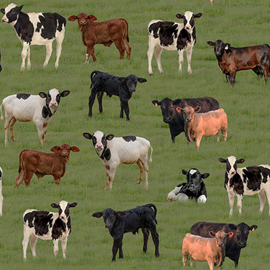 Merino Muster II Cows Calves Grass Background 3094S Cotton Quilting Fabric