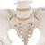Human Pelvis Skeleton Model, Female with Movable Femur Heads - 3B Smart ...
