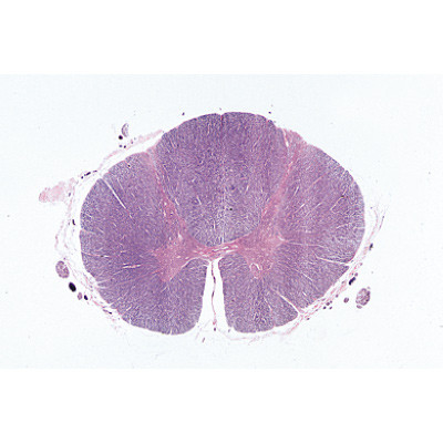 Nervous System - Slides - EMRN - Equipment Medical Rive Nord