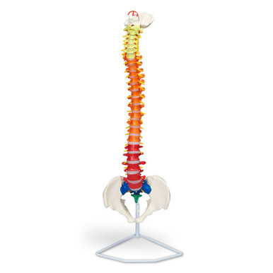 Flexible Vertebrae with Color-Coded Regions LA00184