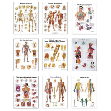 3B Scientific Anatomical Charts - Complete Set of 9 SB48741