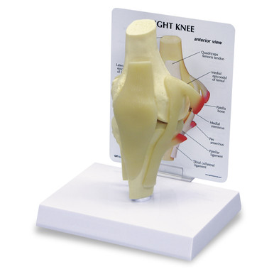 Basic Knee SB35430