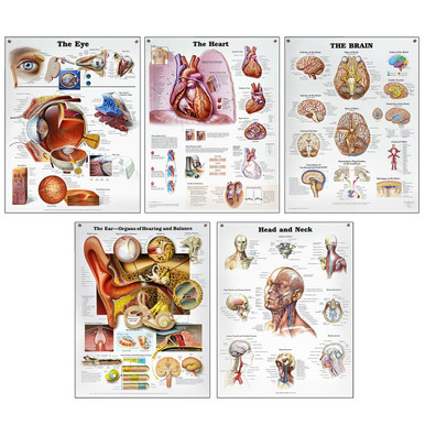Peter Bachin Anatomical Organs/Structures Chart Set SB25038