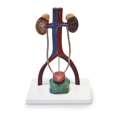 Urinary System Model SB49200