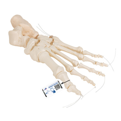 Human Foot Skeleton, Wire Mounted - 3B Smart Anatomy 005-1019355