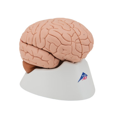Human Brain Model, 4 part - 3B Smart Anatomy