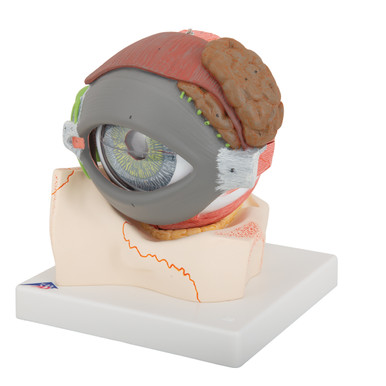 Human Eye Model, 5 times full-size, 8 part - 3B Smart Anatomy 005-1000257