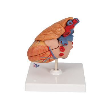 Classic Human Heart Model with Thymus, 3 part - 3B Smart Anatomy 005 ...