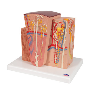 3B MICROanatomy‚ Kidney Model - 3B Smart Anatomy 005-1000301