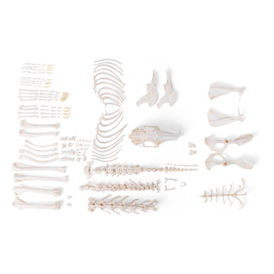 Rabbit skeleton (Oryctolagus cuniculus var. Domestica), disarticulated ...