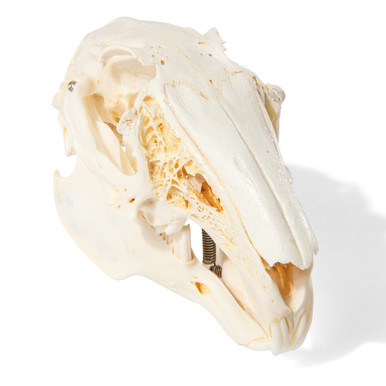 Rabbit Skull (Oryctolagus cuniculus var. domestica) – Specimen 005-1020987