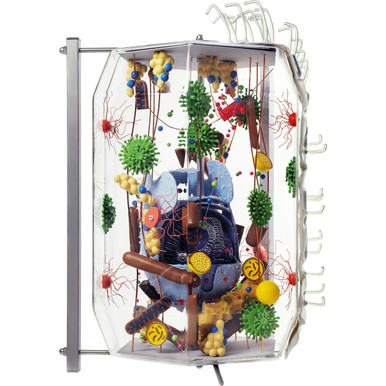 Human Cell Model, 40,000 Times Life-Size 005-1008554