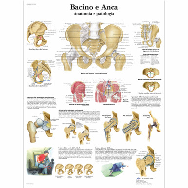 Bacino e Anca - Anatomie e patologia