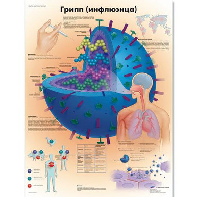 Russian Flu (Influenza) Chart