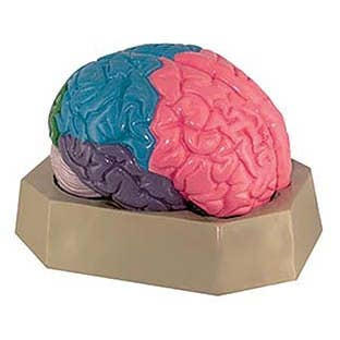 Colored Brain Model 10-81-3216