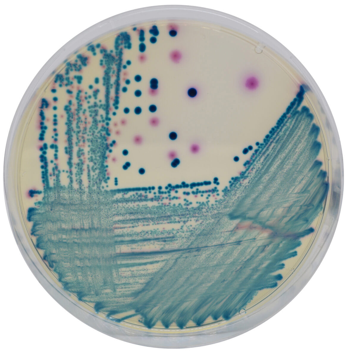 COLOREX mSuperCARBA Prepared Plates (20 pk) - Microbiology International