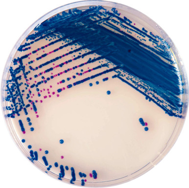 COLOREX Strep B Prepared Plates (20 pk) - Microbiology International