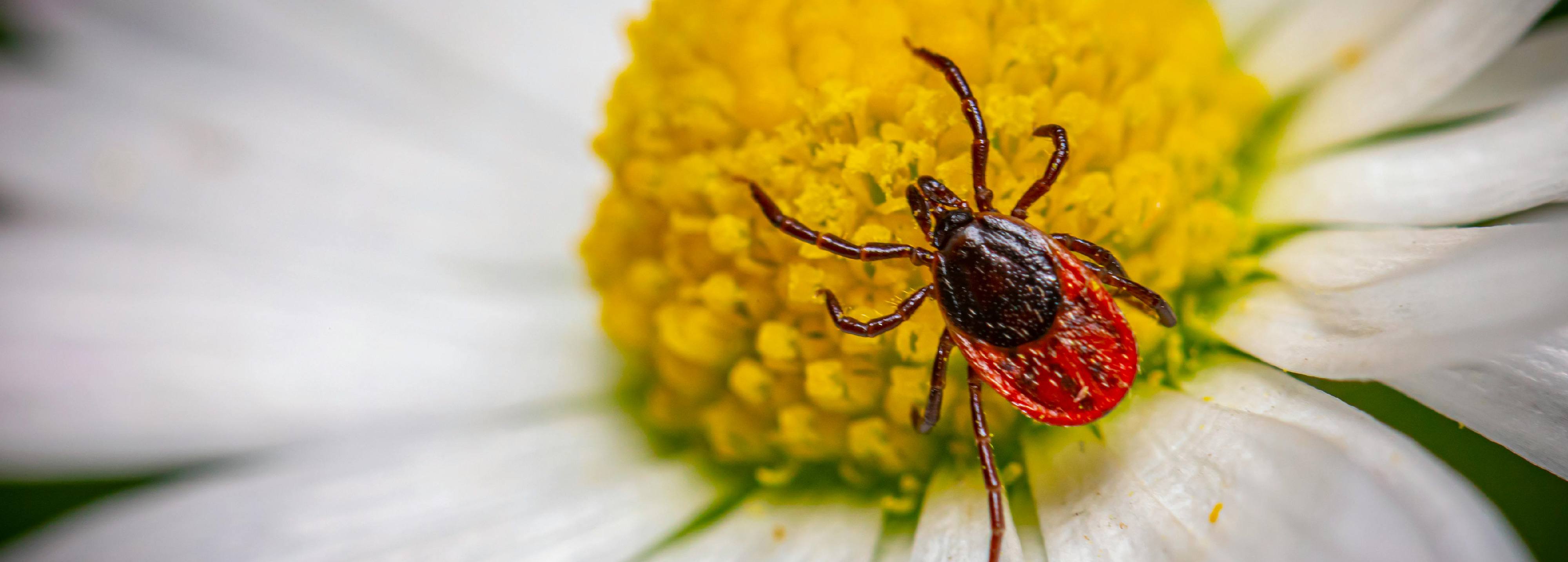 Ticks - A Nearly Invisible Danger for Farmers - Tractor Tools Direct