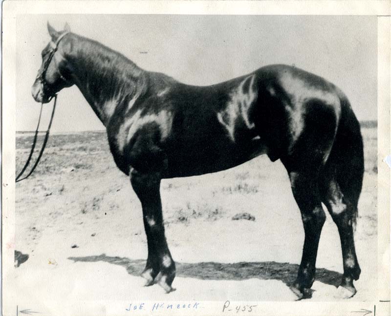 Joe Hancock - A Unique Horse With A Wild Story - saddleupcolorado