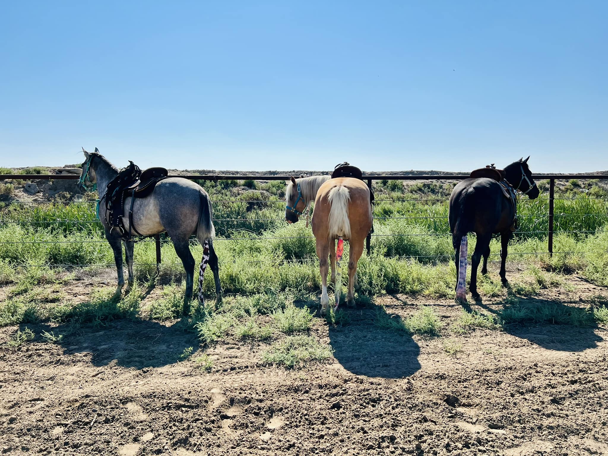 Basic Horse Safety on the Ground and in the Saddle - saddleupcolorado