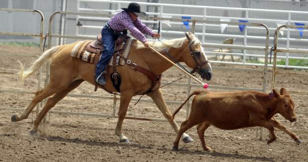 Steer Daubing - saddleupcolorado