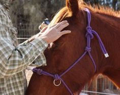 Your First Riding Lesson, Part 2 - saddleupcolorado