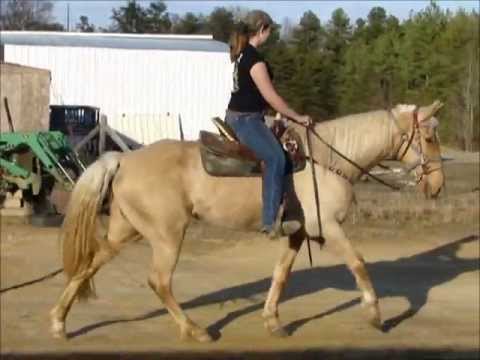Your First Riding Lesson, Part 1 - saddleupcolorado