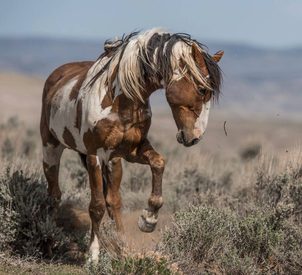 Mustangs Among Us - Wild Herds in Colorado - saddleupcolorado