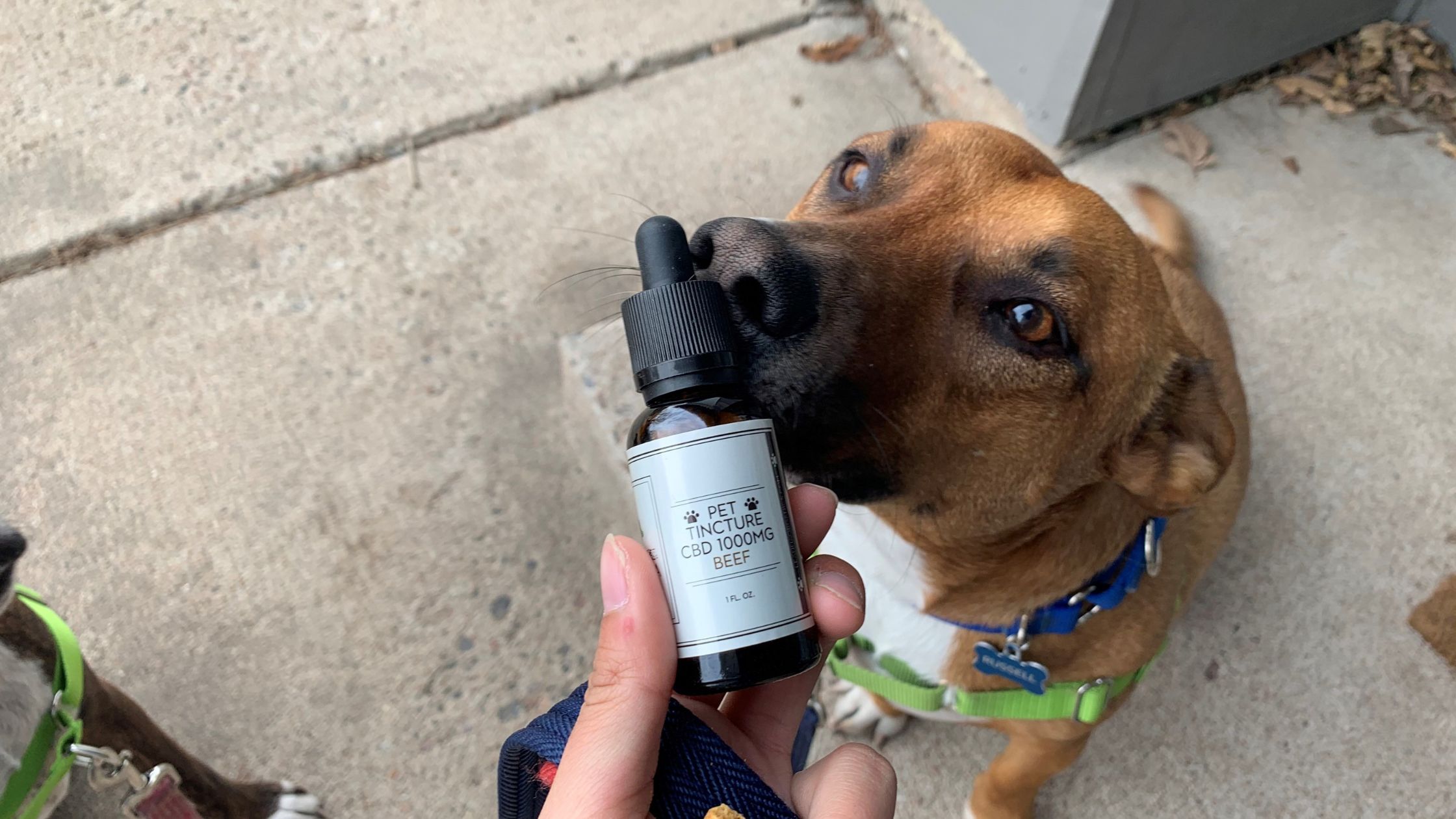 Identifying Stress in Dogs: Key Signs to Watch For - Leanna Organics