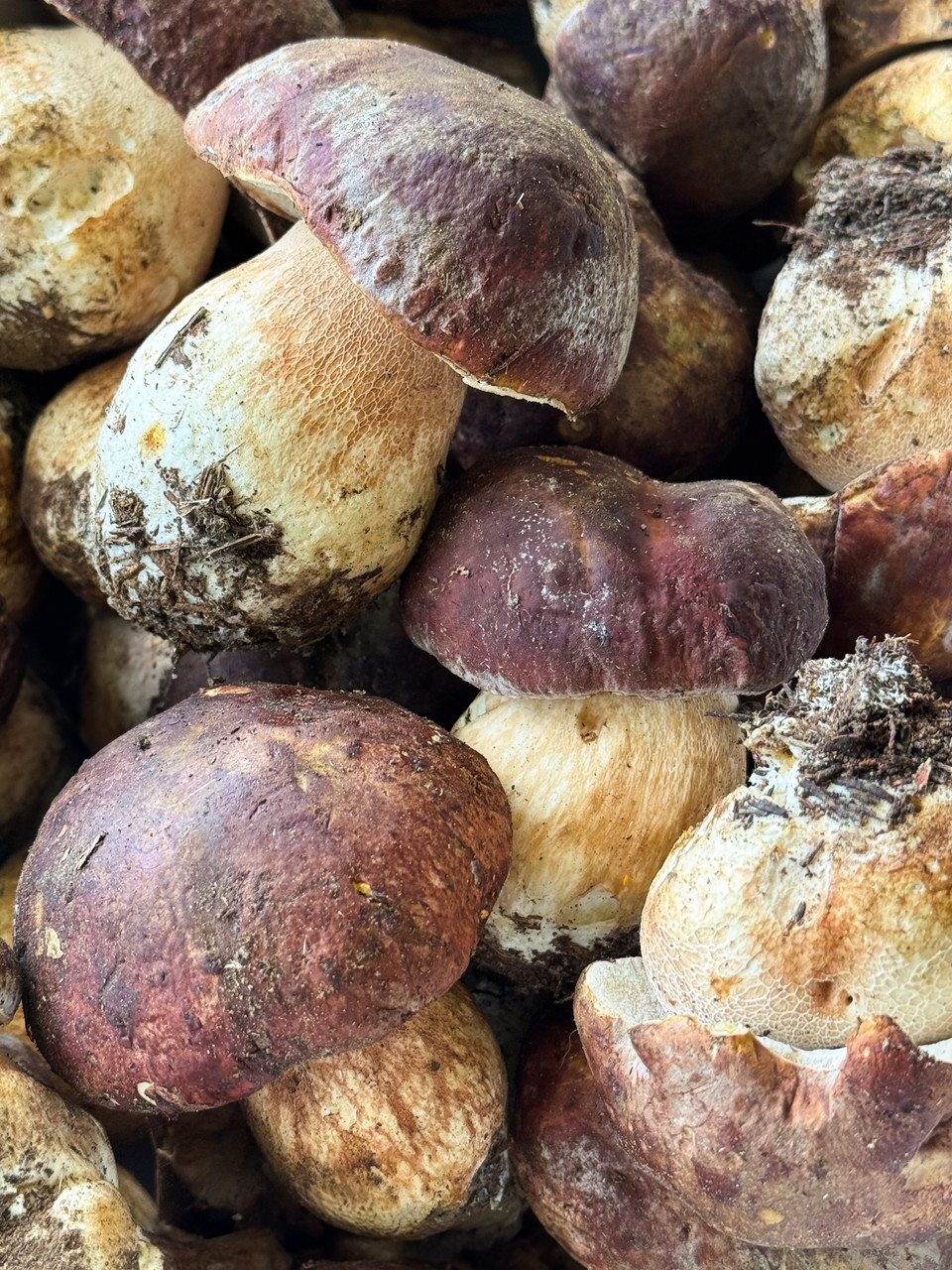 Boletus