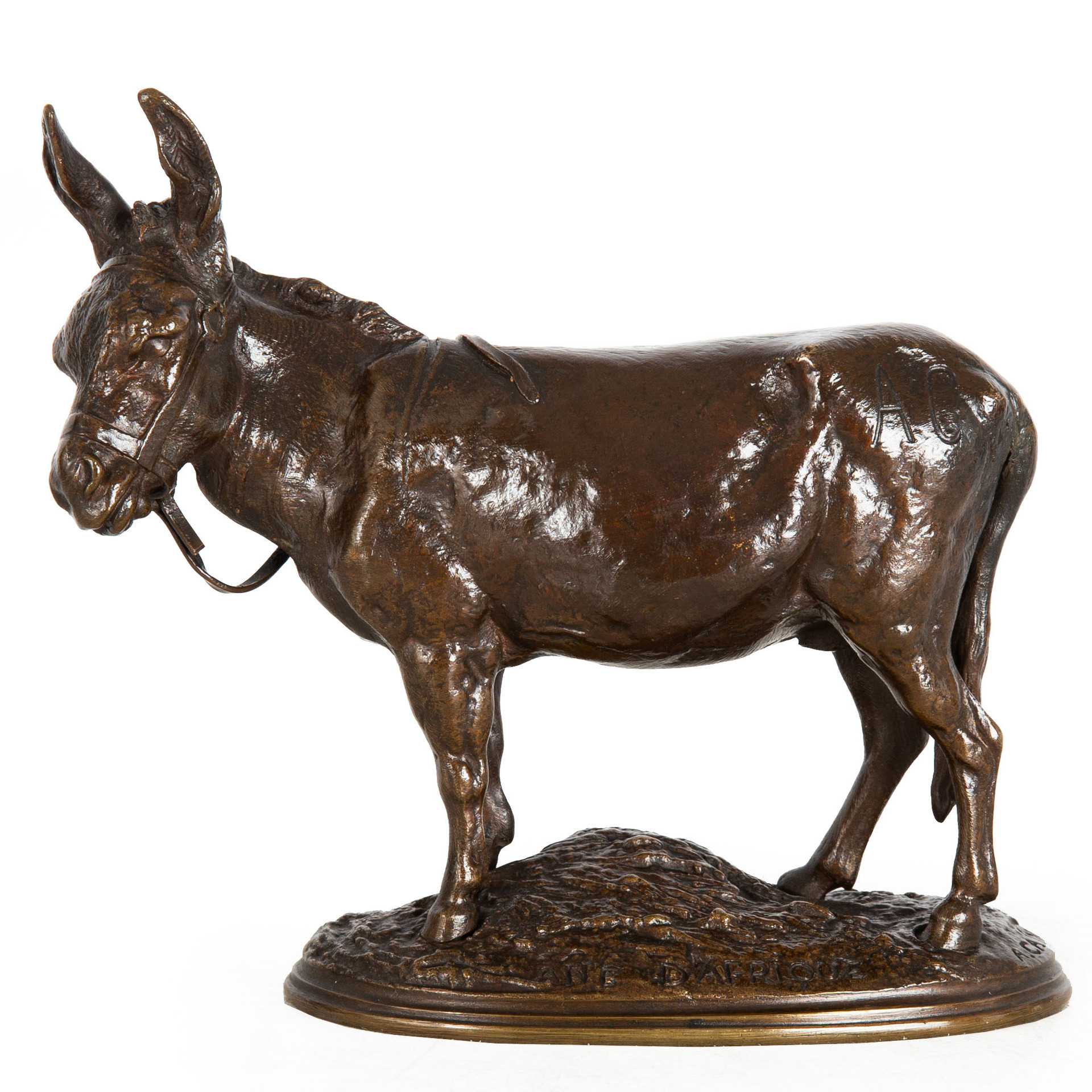 "African Donkey" | Auguste Nicholas Cain